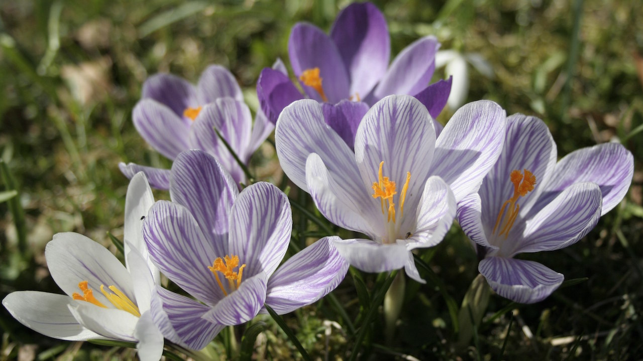 Der Krokus, lateinisch Crocus ist ein Verwandter des Safran
